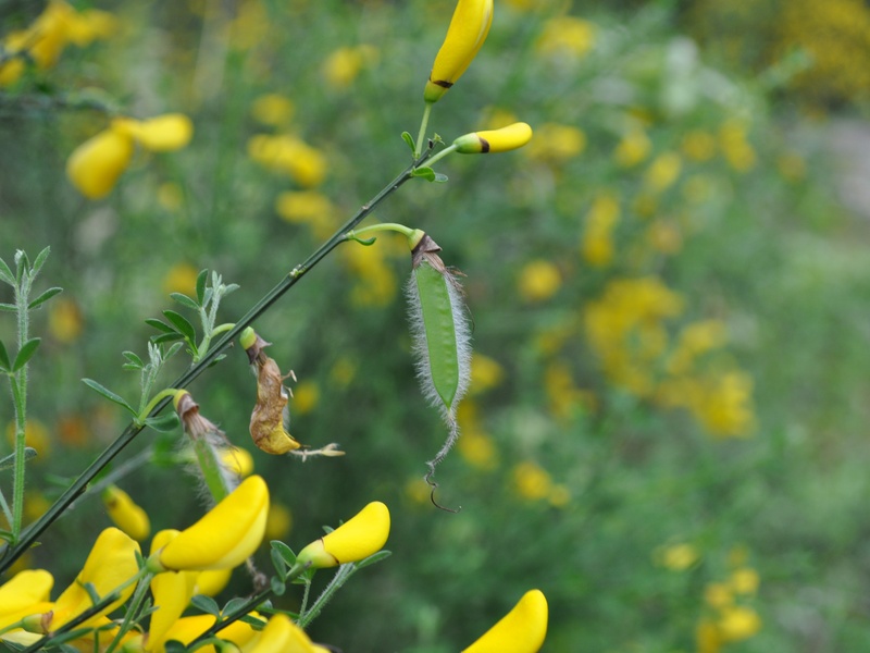 Spain's Native Plants - Flora Fauna Fun
