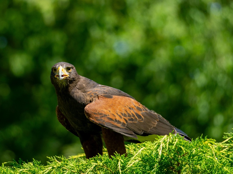 Animals of Liechtenstein: The Complete List - Flora Fauna Fun