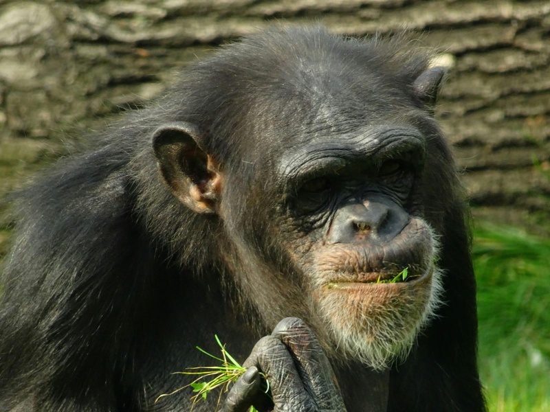 Animals of the Republic of the Congo - Flora Fauna Fun