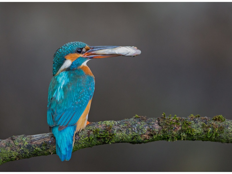Animals of Lithuania - Flora Fauna Fun