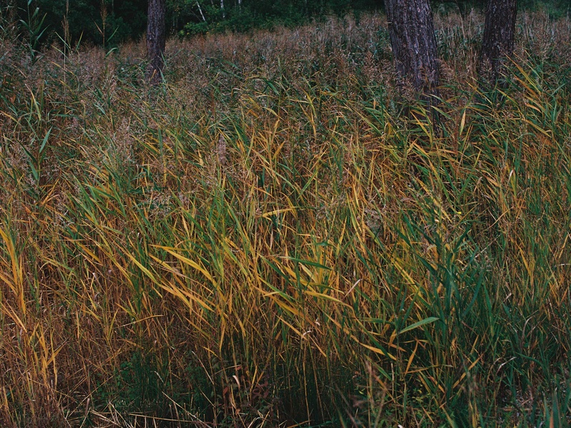 The Complete List of Invasive Species in Virginia - Flora Fauna Fun