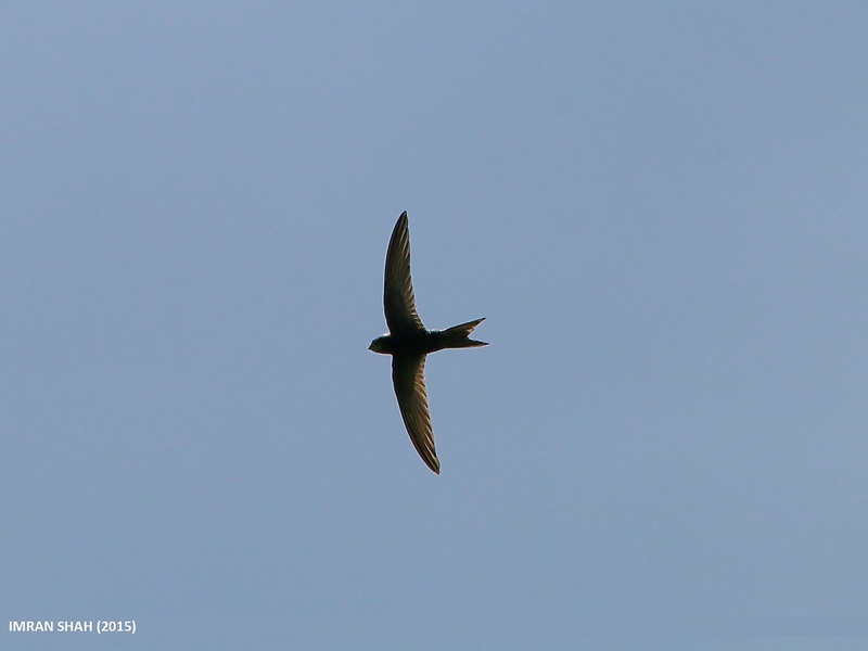 List of Animals Of Monaco - Flora Fauna Fun