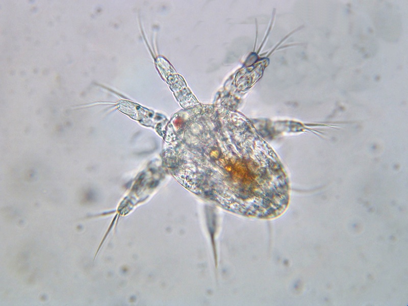 The Complete List of Freshwater Invertebrates - Flora Fauna Fun
