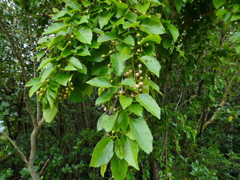 Trees Of Kenya: The Complete List - Flora Fauna Fun