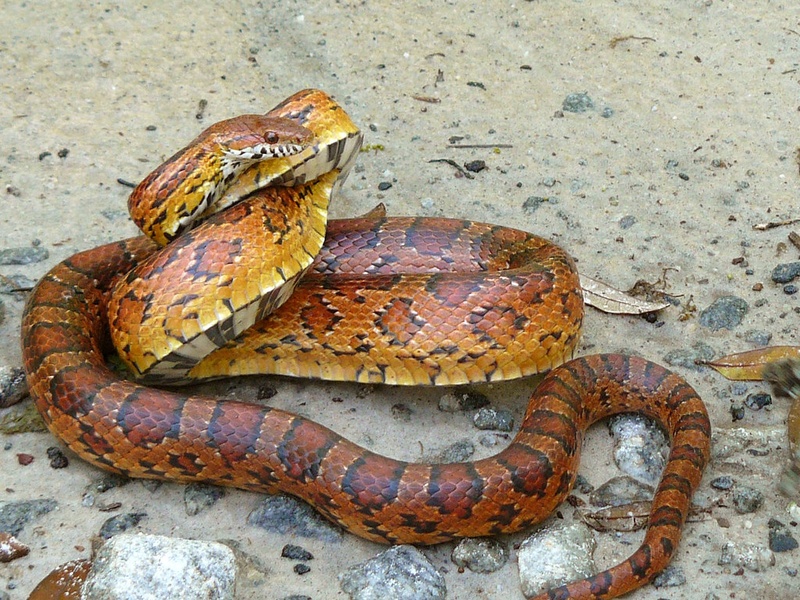 List of Orange Snakes - Flora Fauna Fun