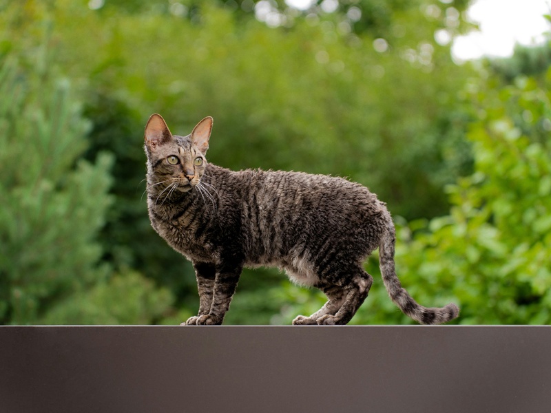 List of Curly-Haired Cat Breeds - Flora Fauna Fun