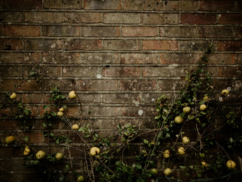 The Complete List of Fruits of Ireland - Flora Fauna Fun