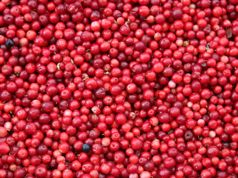 The Complete List of Fruits of Ireland - Flora Fauna Fun