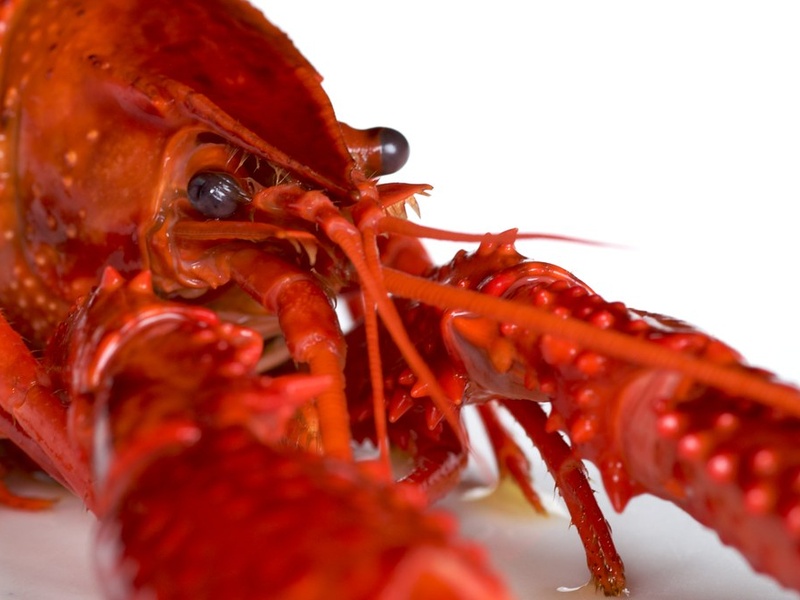 The Complete List of Freshwater Invertebrates - Flora Fauna Fun