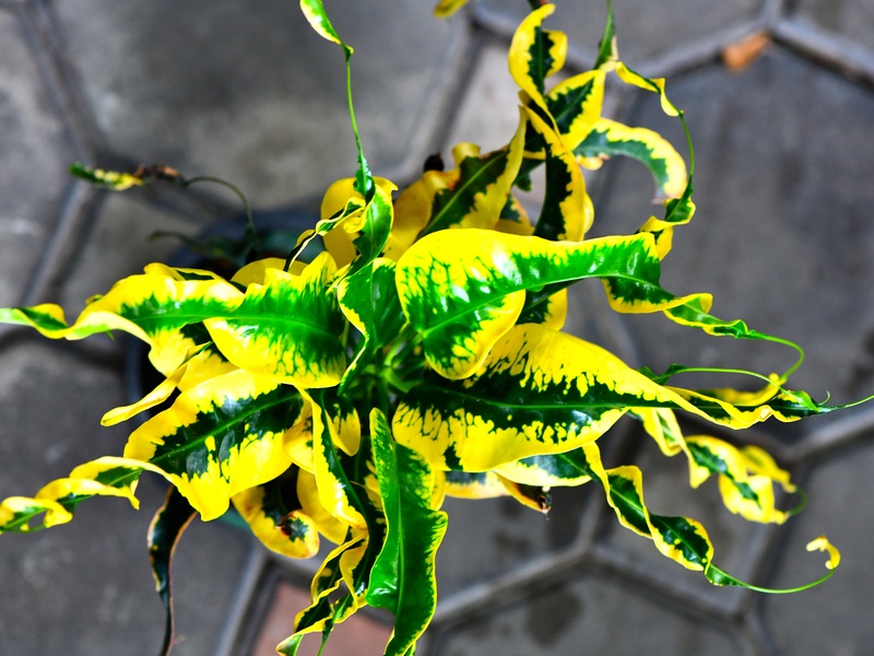Flowers of Haiti: The Complete List - Flora Fauna Fun