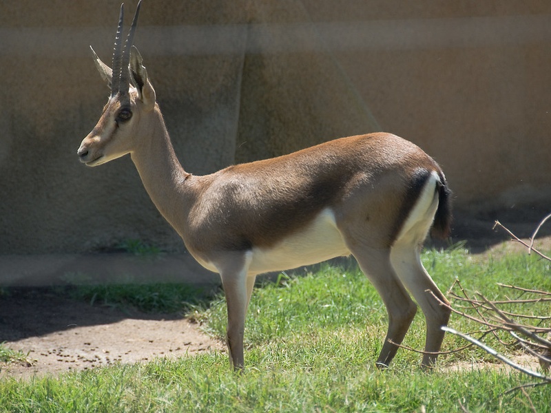 Morocco's Native Animals: The Complete List - Flora Fauna Fun