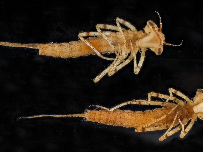 The Complete List of Freshwater Invertebrates - Flora Fauna Fun