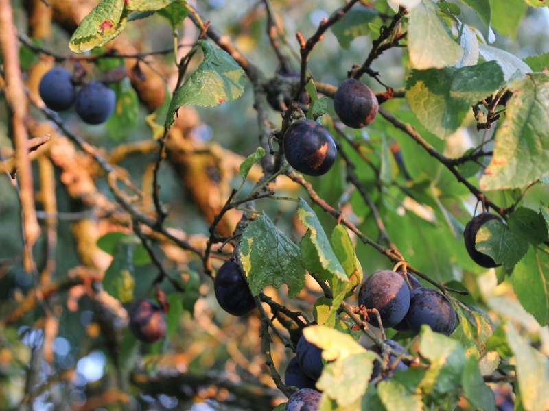 The Complete List of Fruits of Ireland - Flora Fauna Fun