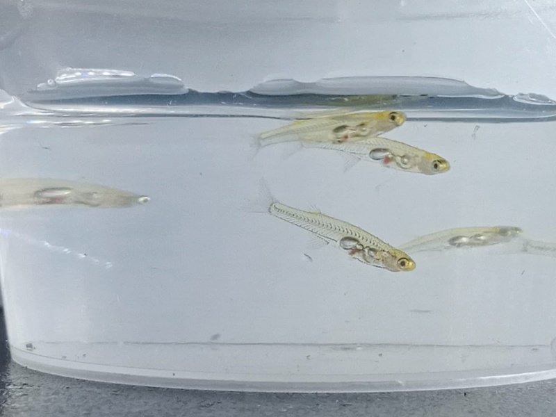 The Complete List of Smallest Fish - Flora Fauna Fun