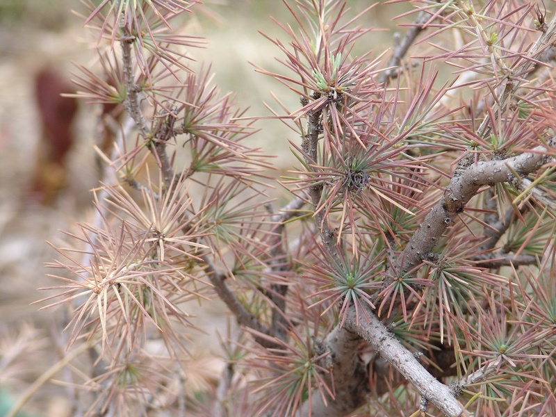 List of Plants Of Pakistan - Flora Fauna Fun