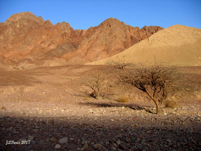 List of United Arab Emirates Native Plants - Flora Fauna Fun