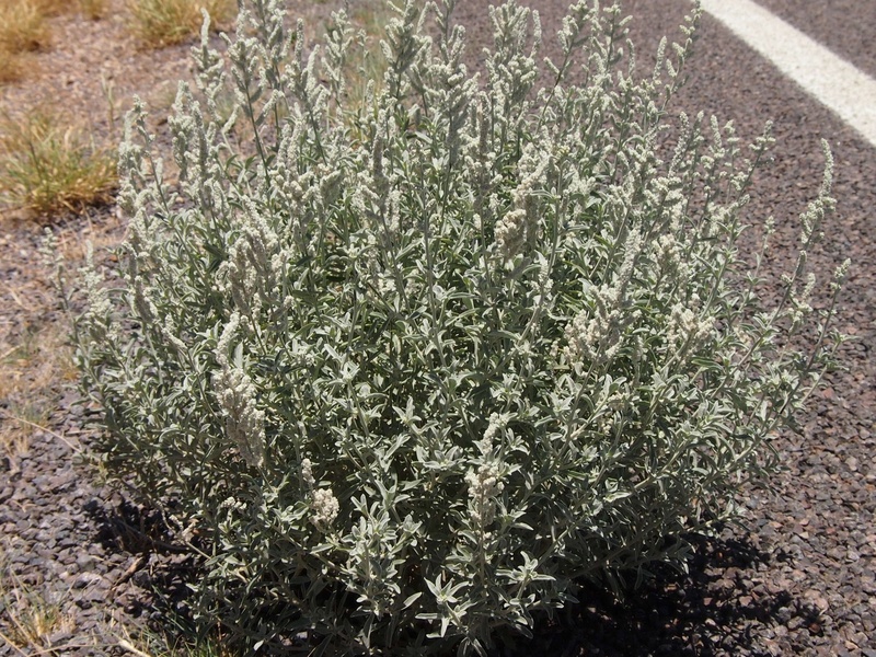 List of United Arab Emirates Native Plants - Flora Fauna Fun