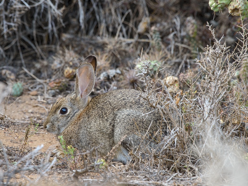 List of Desert Primary Consumers - Flora Fauna Fun