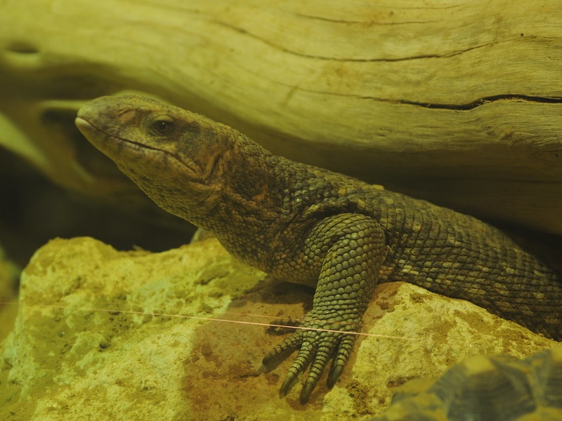 List of Common Desert Animals - Flora Fauna Fun