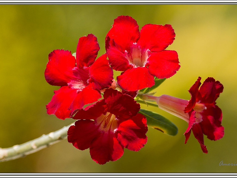 Flowers Of Namibia: The Complete List - Flora Fauna Fun