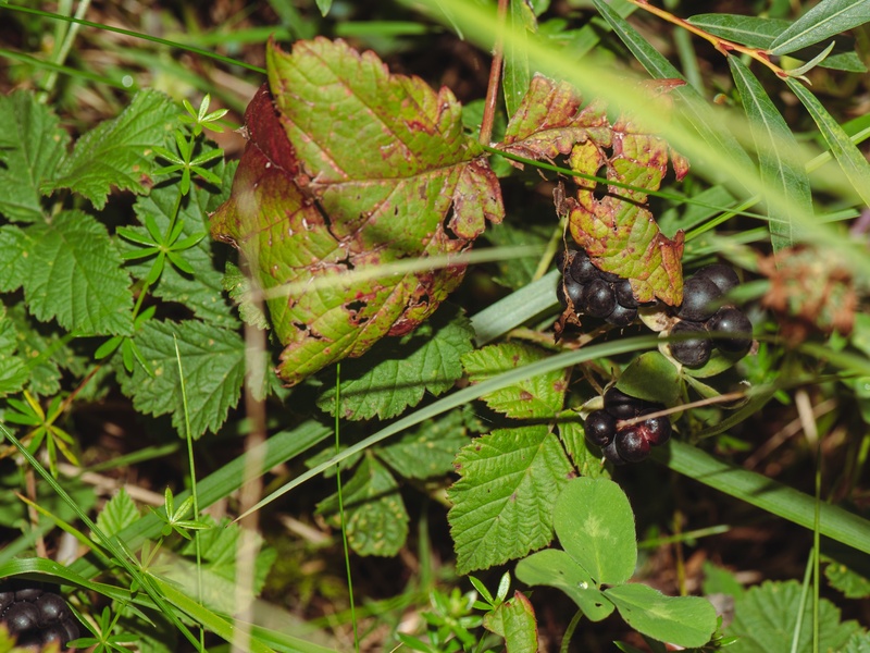 The Complete List of Fruits of Ireland - Flora Fauna Fun