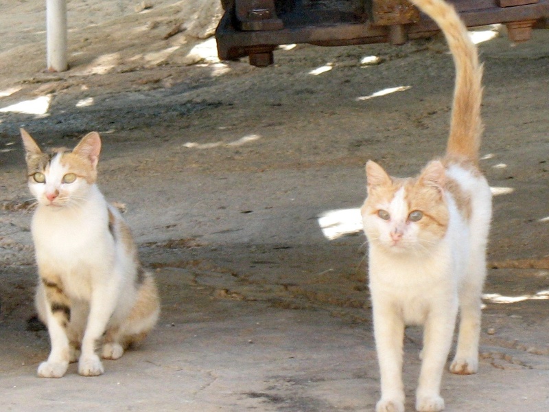 Orange Cat Breeds: The Complete List - Flora Fauna Fun
