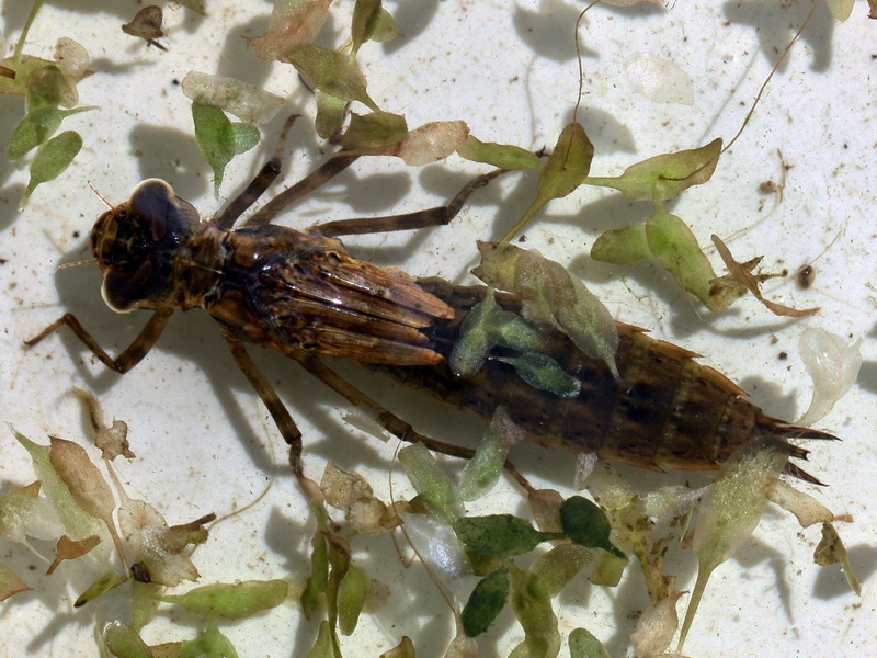 The Complete List of Freshwater Invertebrates - Flora Fauna Fun