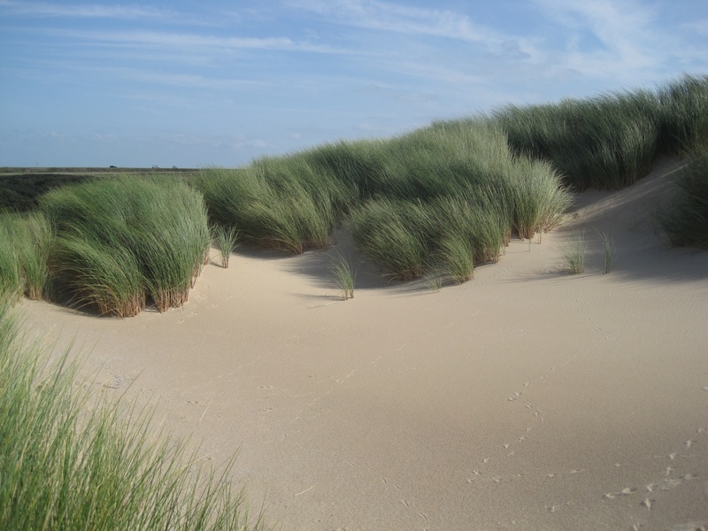 List of United Arab Emirates Native Plants - Flora Fauna Fun