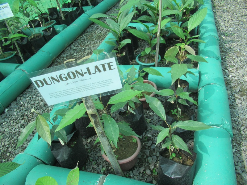 List of Philippine Native Plants - Flora Fauna Fun
