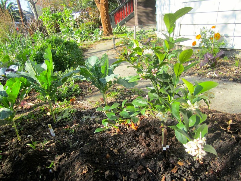 Tiny Trees: The Complete List - Flora Fauna Fun