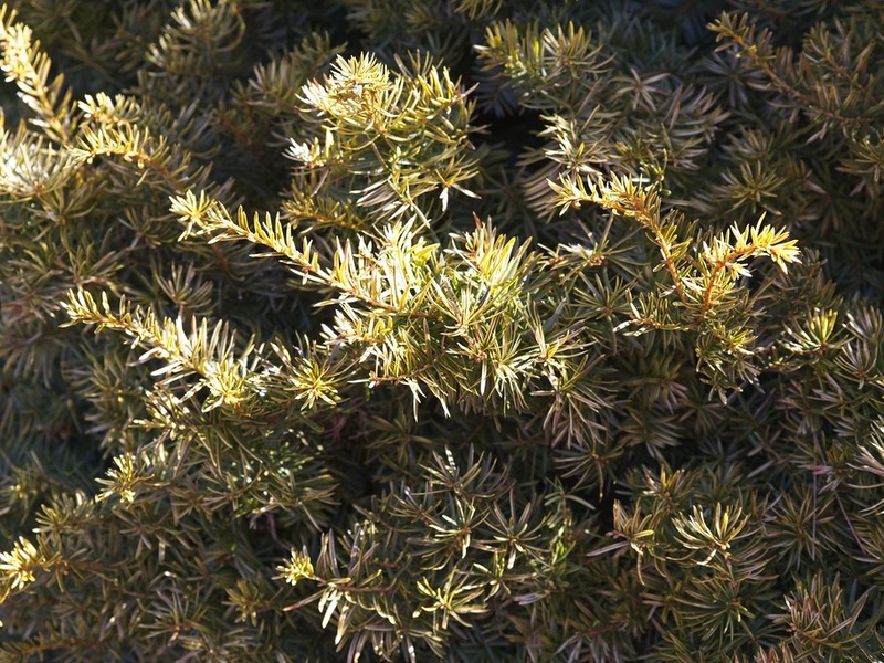 Tiny Trees: The Complete List - Flora Fauna Fun