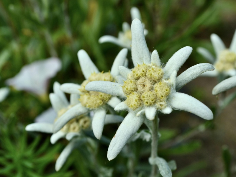 Austria's Native Plants: The Complete List - Flora Fauna Fun