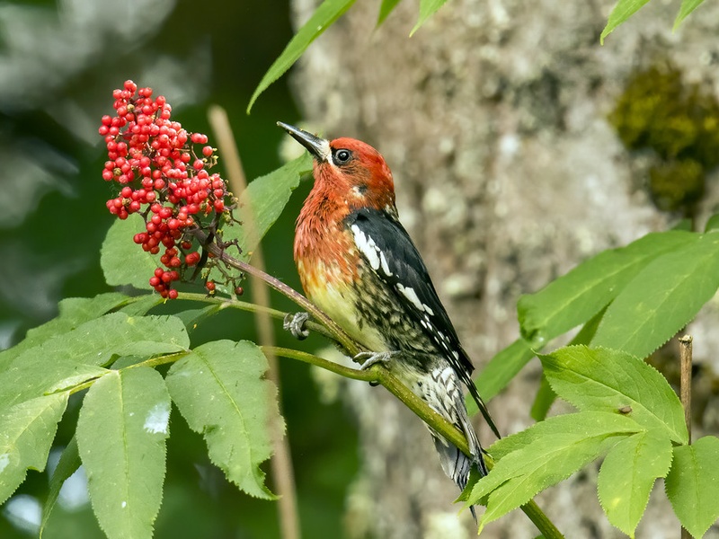 The Complete List of Fruits of Ireland - Flora Fauna Fun