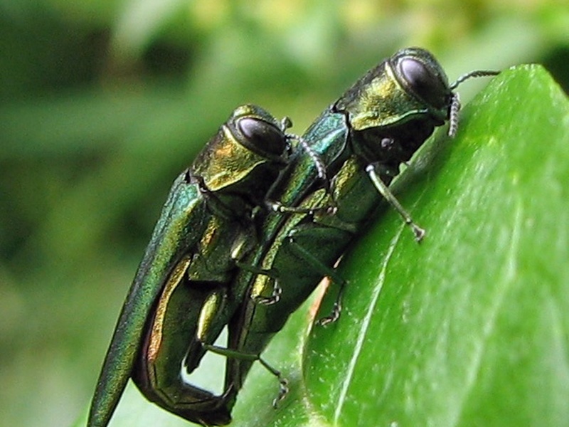 List of Tree Bugs - Flora Fauna Fun