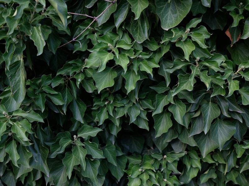 The Complete List of Invasive Species in Virginia - Flora Fauna Fun