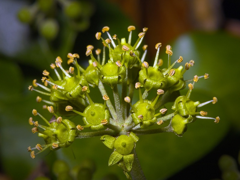 The Complete List of Invasive Species in Virginia - Flora Fauna Fun