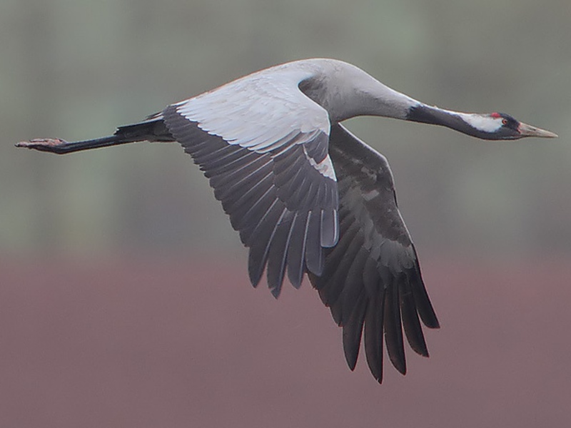 Animals of Lithuania - Flora Fauna Fun