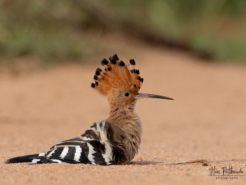 The Complete List of Birds of Portugal - Flora Fauna Fun
