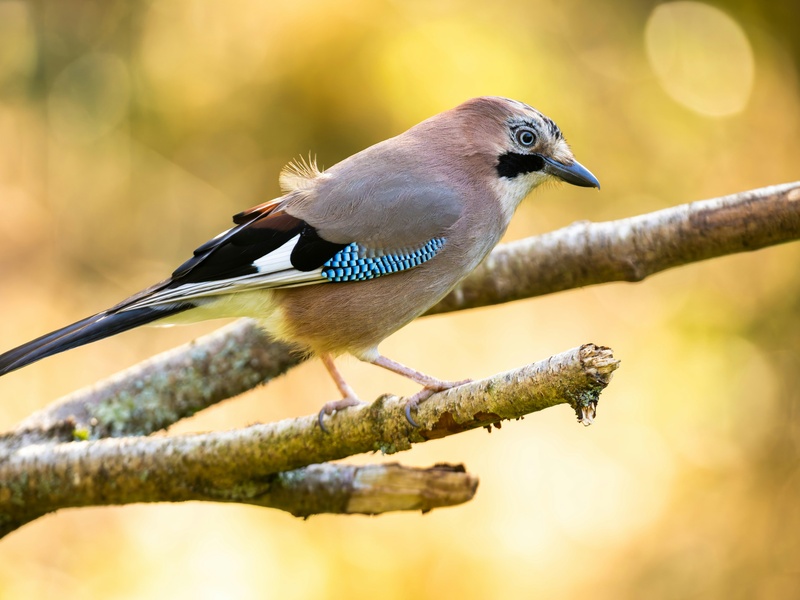 The Complete List of Birds of Portugal - Flora Fauna Fun