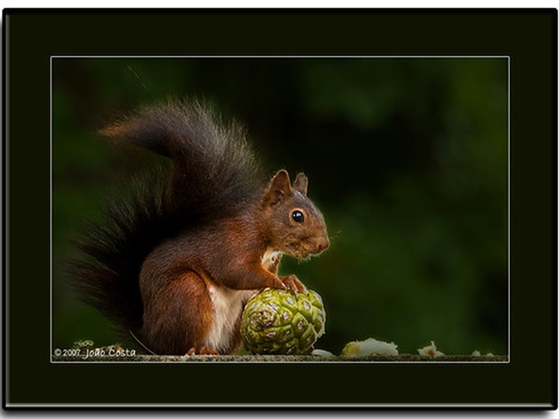 Animals of Lithuania - Flora Fauna Fun