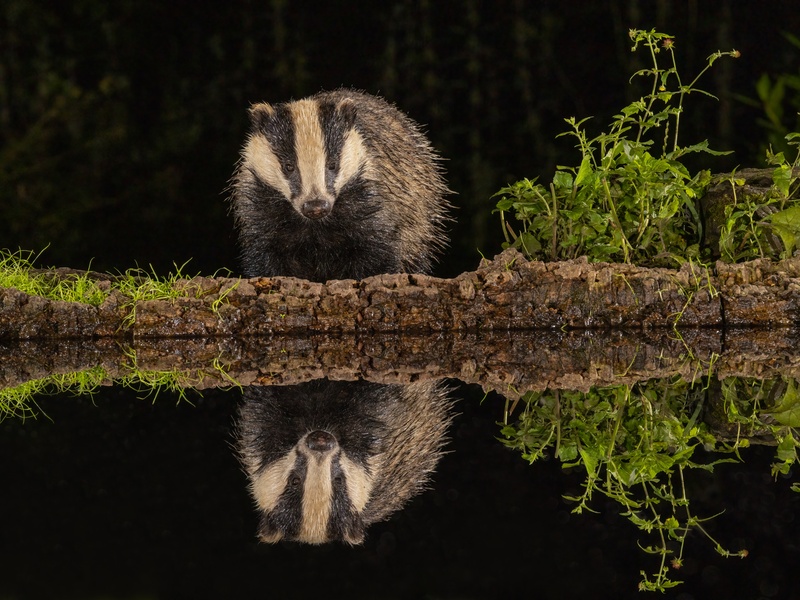 Animals of Liechtenstein: The Complete List - Flora Fauna Fun