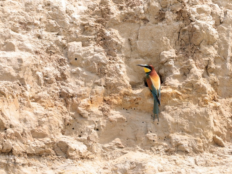 Animals of Israel - Flora Fauna Fun