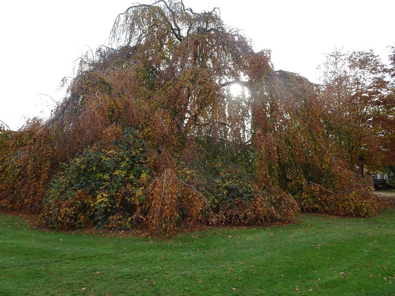 Austria's Native Plants: The Complete List - Flora Fauna Fun