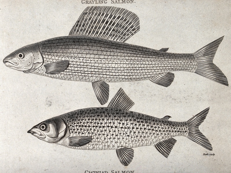 Animals of Liechtenstein: The Complete List - Flora Fauna Fun