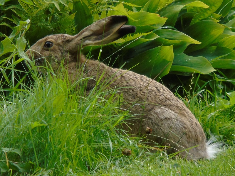 Animals of Liechtenstein: The Complete List - Flora Fauna Fun