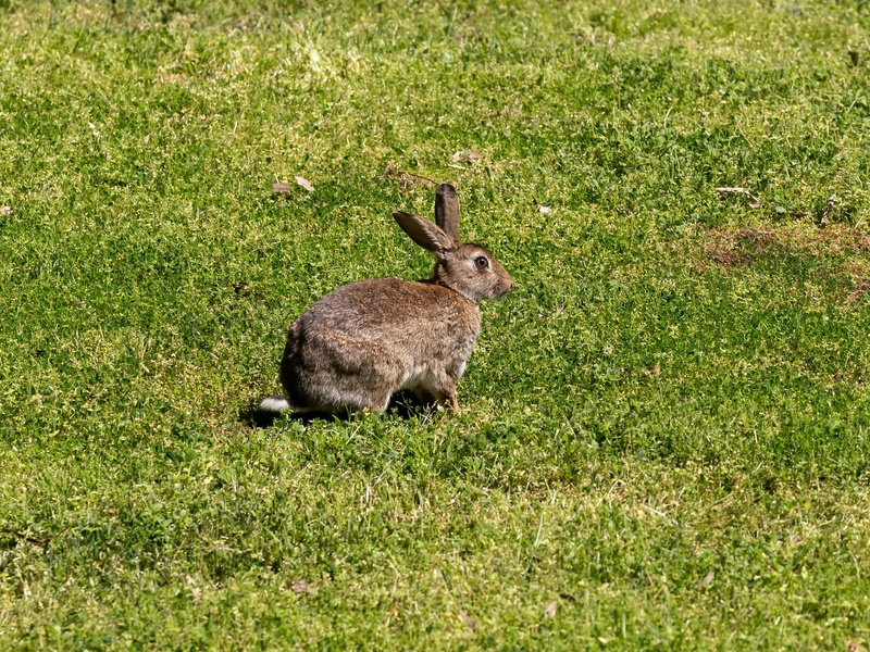 Invasive Species in Washington: The Complete List - Flora Fauna Fun