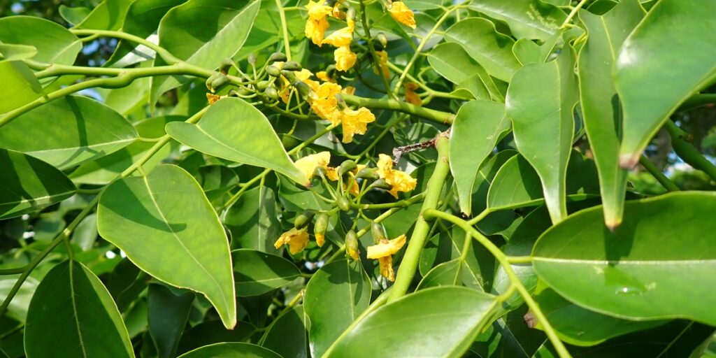 List of Philippine Native Plants - Flora Fauna Fun