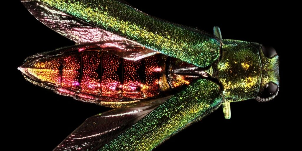 Tree Pests Archives - Flora Fauna Fun