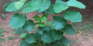 Native Plants of Laos: The Complete List - Flora Fauna Fun