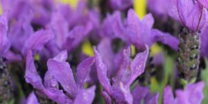 Spain's Native Plants - Flora Fauna Fun